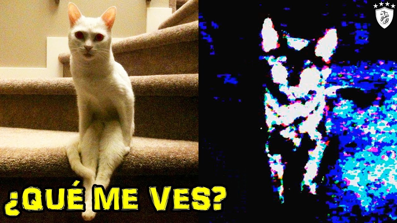 9 Experiencias Paranormales Con Gatos - YouTube