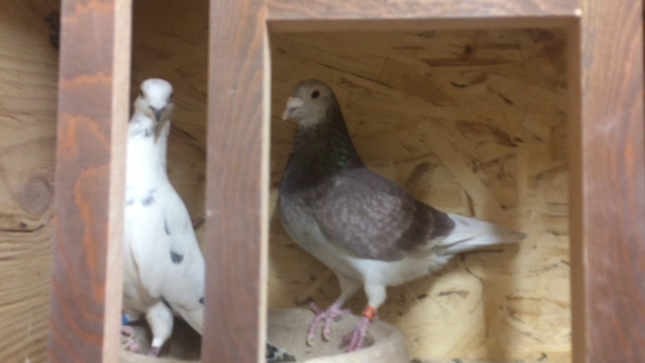 Breeding racing pigeons 2017 - YouTube