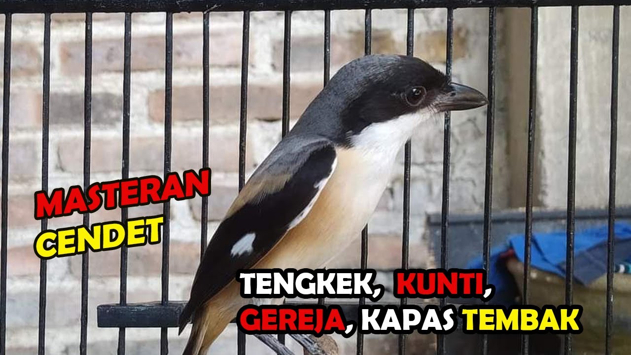 Masteran Cendet Isian Tengkek, Gereja, Kunti, Kapas Tembak - YouTube