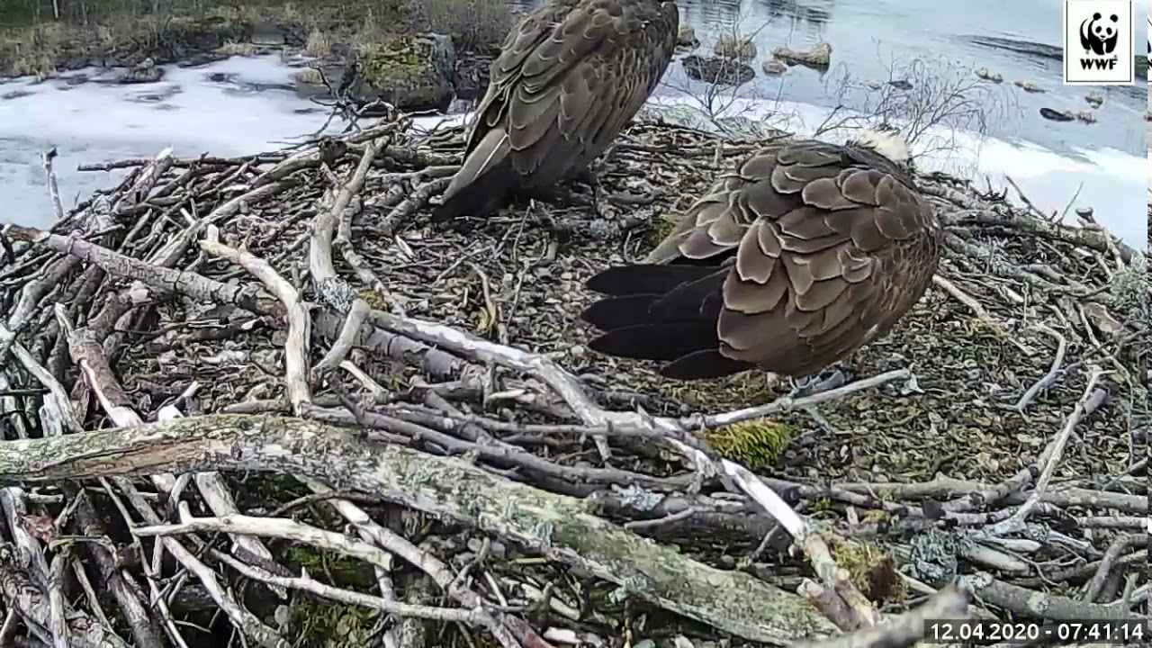 The Ospreys Season 2 Episode 1 The Nest YouTube the-ospreys-season-2-episode-1-the-nest-youtube