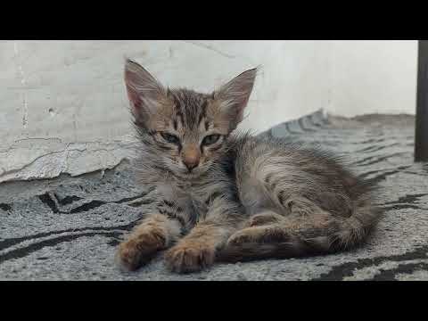 Cute Innocent Kittens Adorable. - YouTube