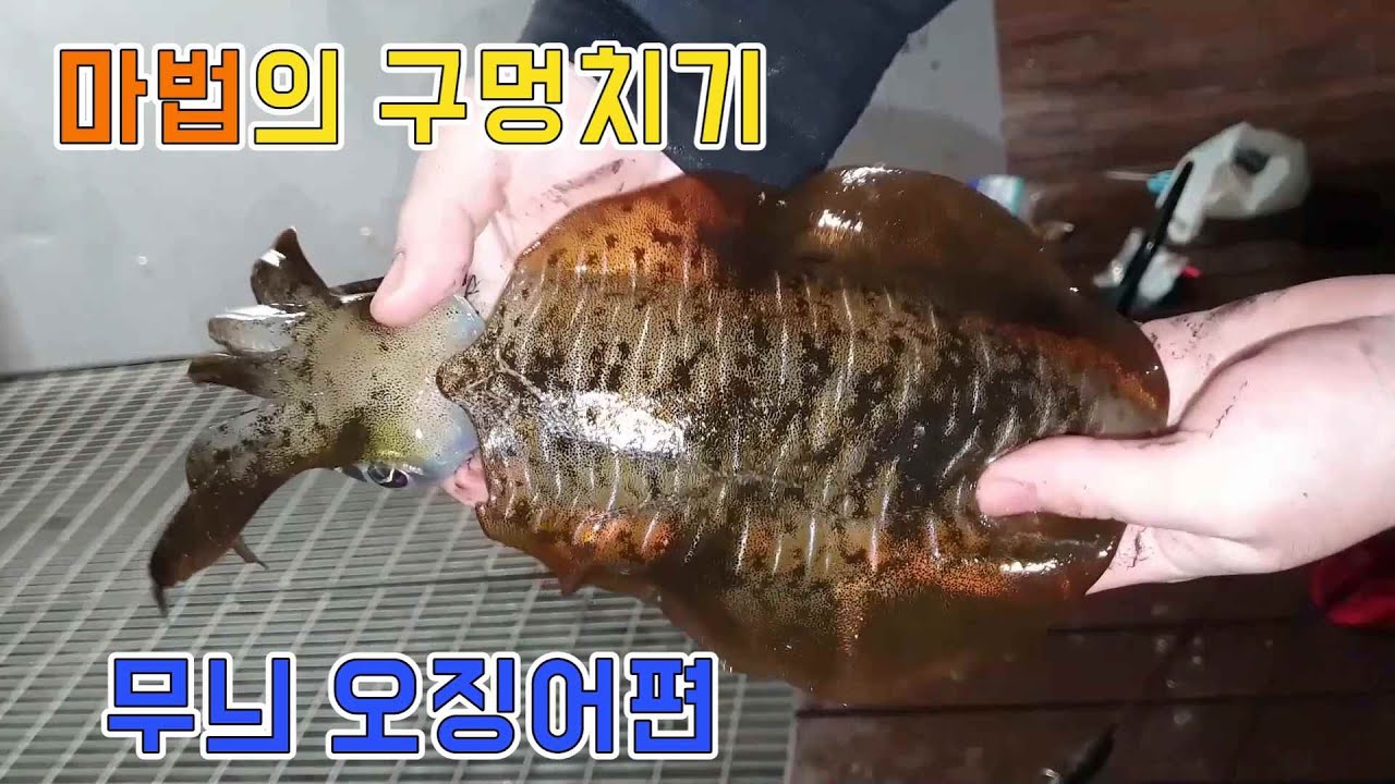 구멍치기로 무늬 오징어 잡히는 곳 Catching Tiger squid through the sewer - YouTube