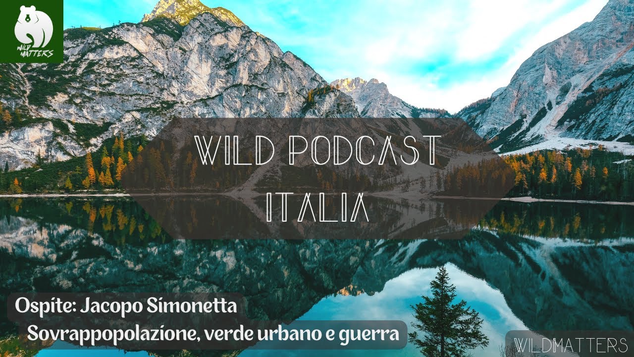 WildPocastItalia: Guerra, sovrappopolazione e recupero del verde con ...