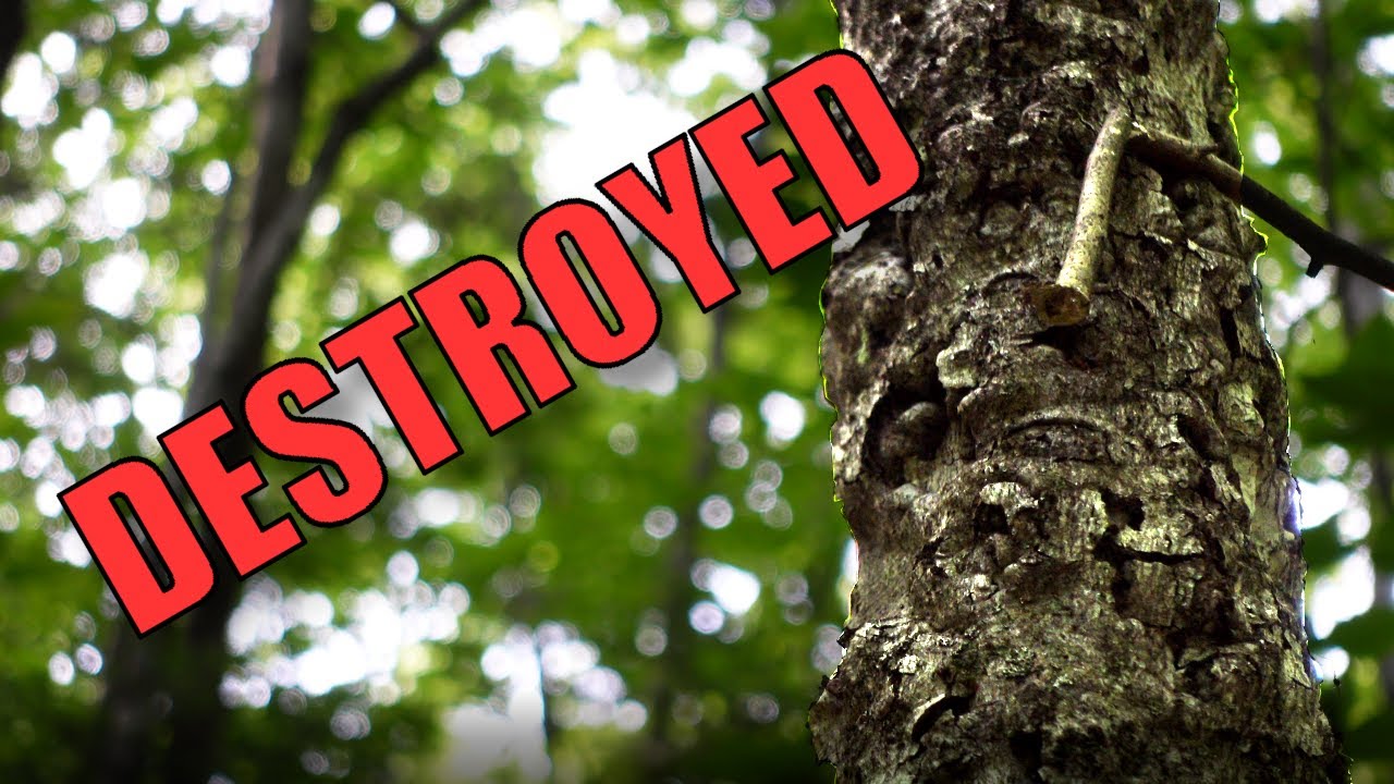 High Grading: How to Ruin a Forest - YouTube