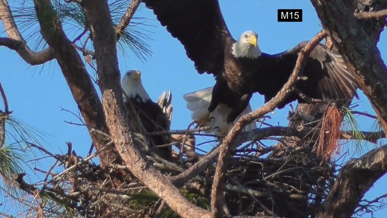 SWFL Eagle Cam 10-25-22. Ground video: Harriet & M15 gather branches ...