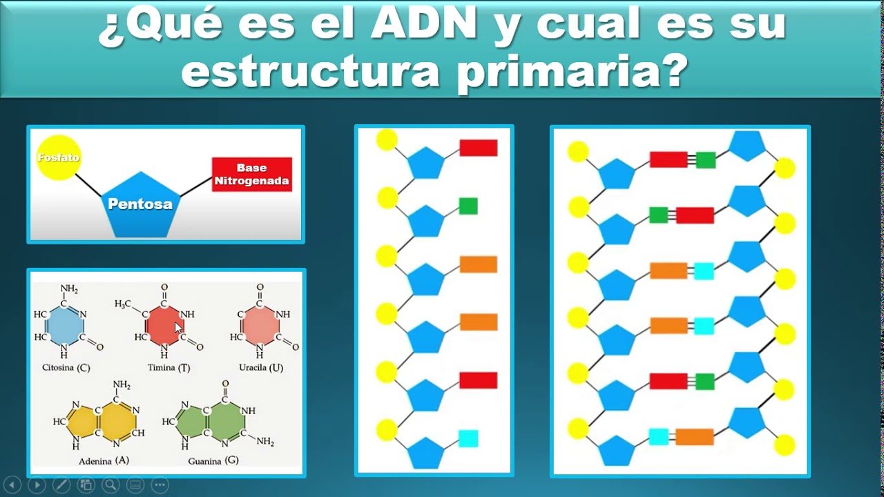 ADN Y ARN - YouTube
