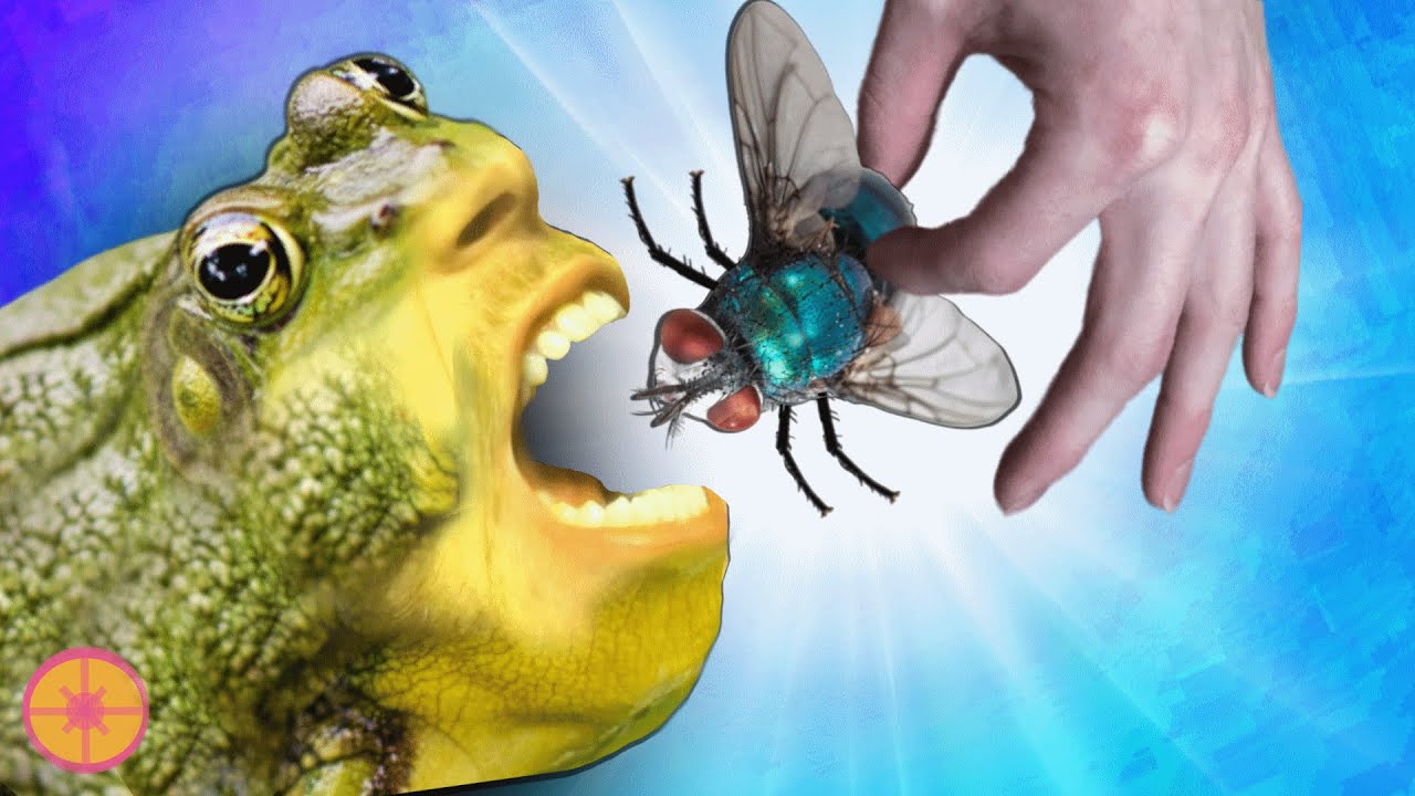 Would you hurt a fly? - YouTube
