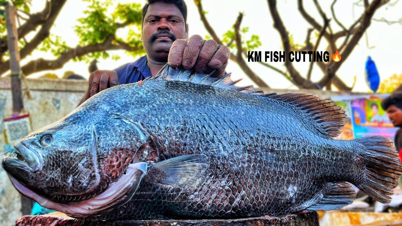 KASIMEDU 🔥 SPEED SELVAM | HUGE SEA BASS FISH CUTTING VIDEO | 4K VIDEO ...
