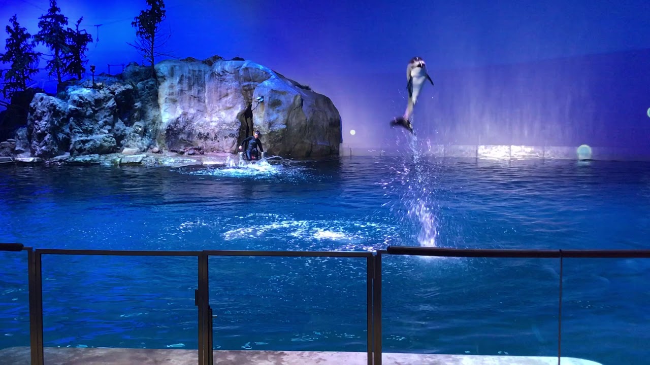 Shedd Aquarium - Abbott Oceanarium - Aquatic Presentation finale 3-21 ...