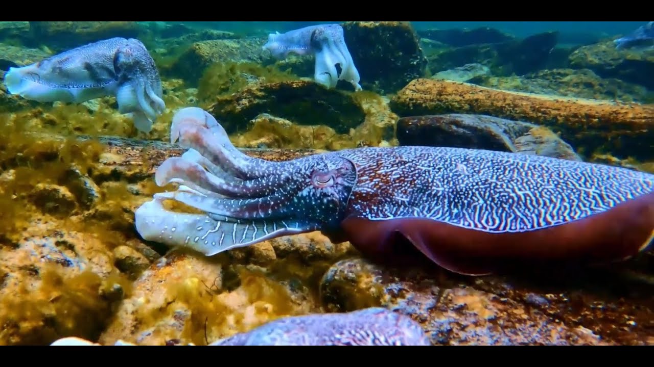 Giant Cuttlefish mating season in Whyalla, Australia part 2 - YouTube