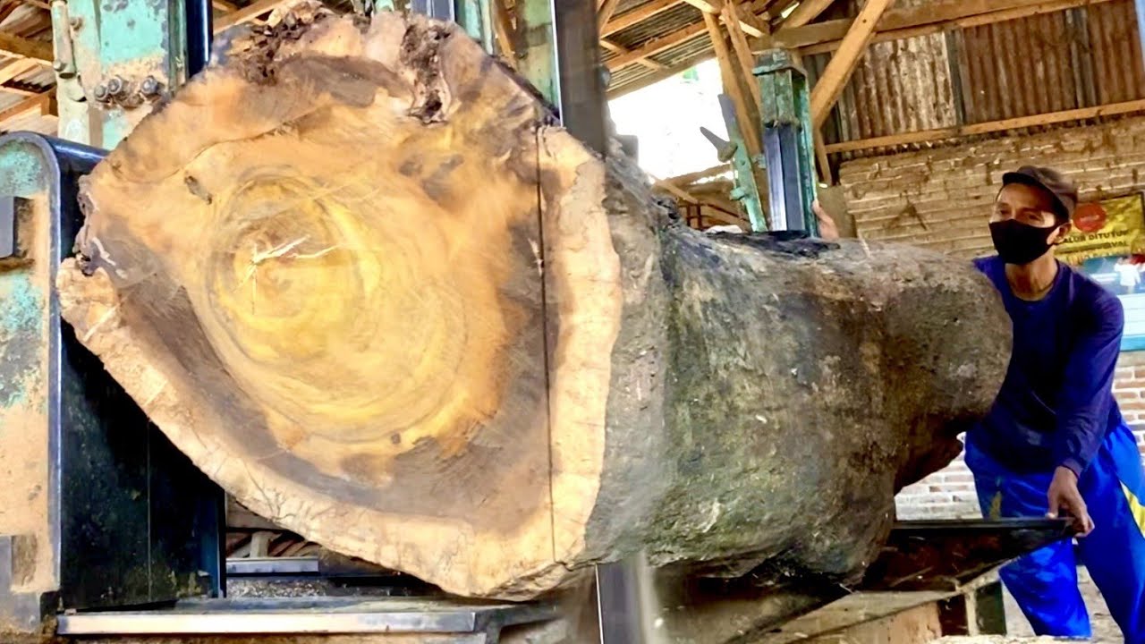 Ini dia wujud pohon johar keling yang paling di cari juragan kayu di ...