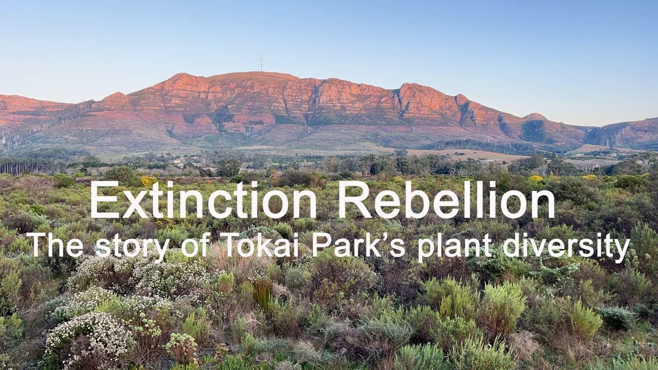 Extinction Rebellion - The story of Tokai Park's plant diversity - YouTube