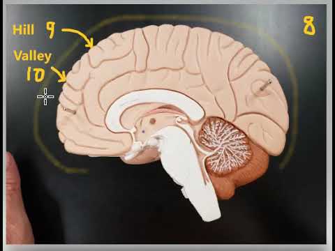 human brain model mock practical A | 8-10 - YouTube