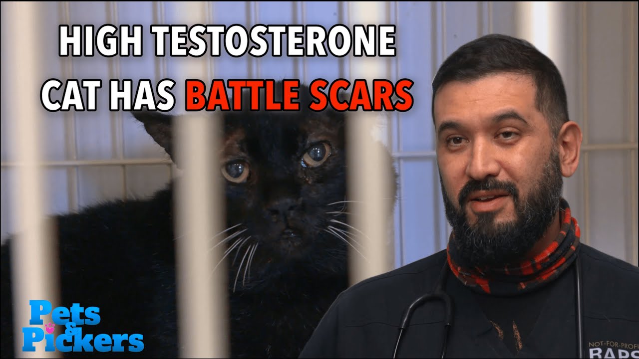 High Testosterone Cat Has Battle Scars - YouTube