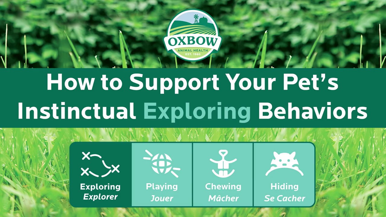 How To Support Your Pet's Exploring Instincts - YouTube