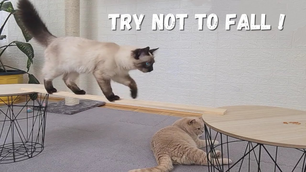 Cats Balance Beam Challenge! Try Not To Fall! - YouTube
