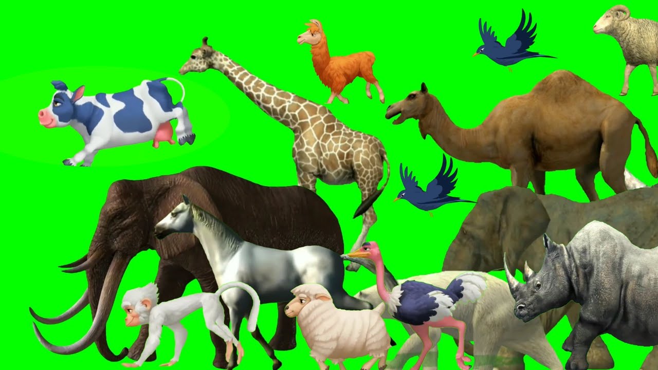 Animal List: Animals Running On Green Screen | Animals Stampede Green ...