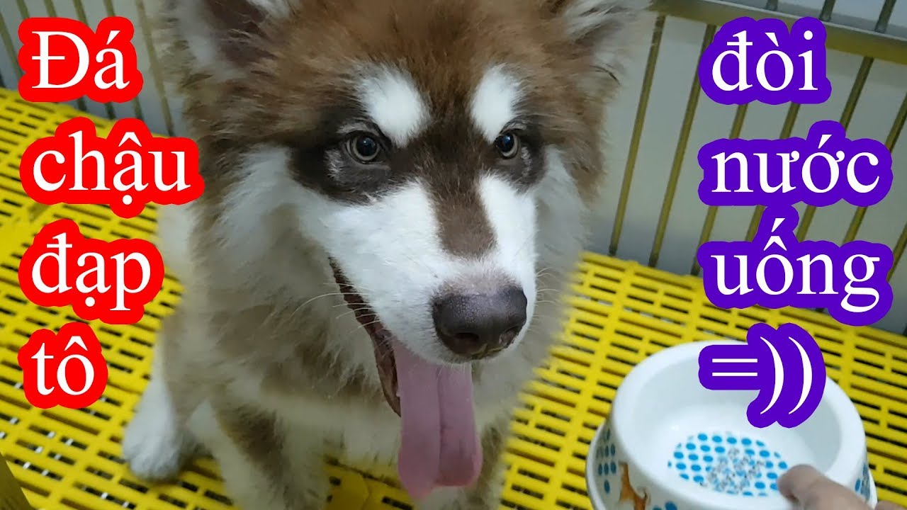 Thằng Alaska Sam nó học đâu ra thói Đá chậu đạp tô đòi uống nước mất ...