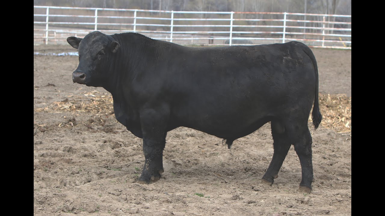 Sitz Stellar 611J - YouTube