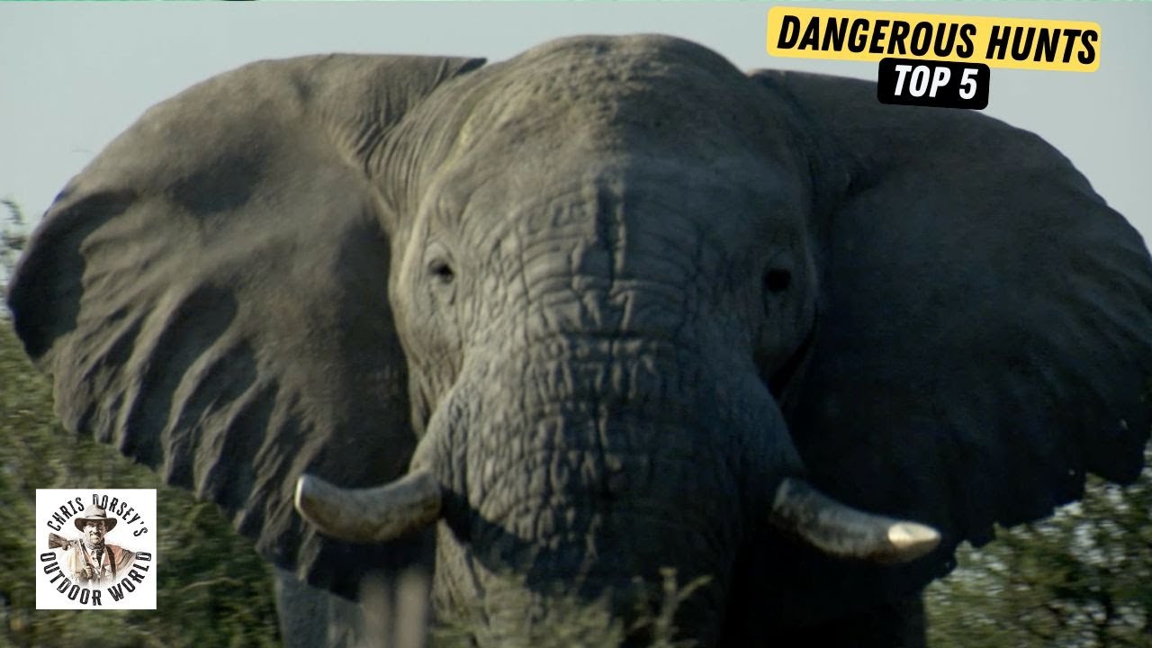 Top 5 Most Dangerous Hunts - YouTube