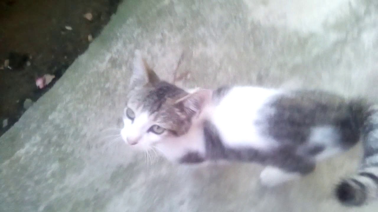 Emilylover - YouTube