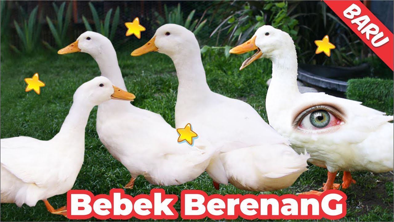 Bebek Berenang Jalannya Megal-megol Bebek Berenang Joget Potong Bebek ...