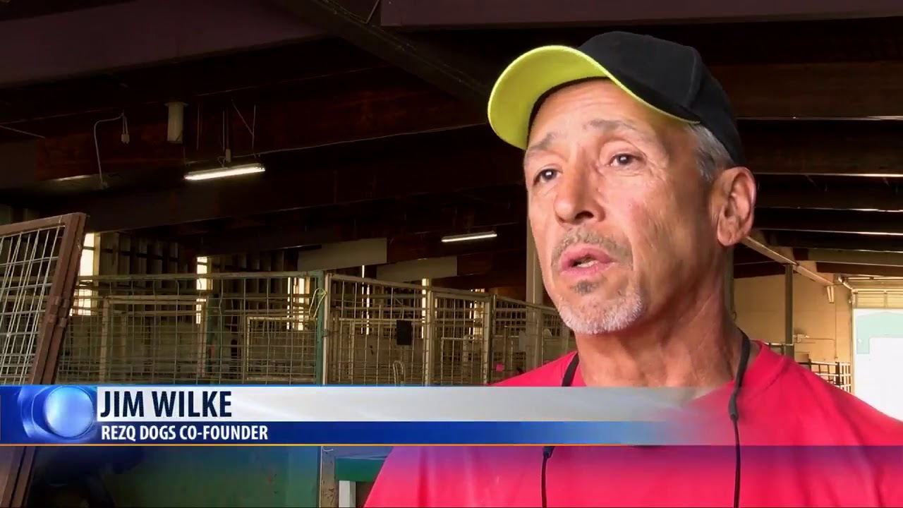 RezQ Dogs steps in as tribe begins rounding up canines - YouTube