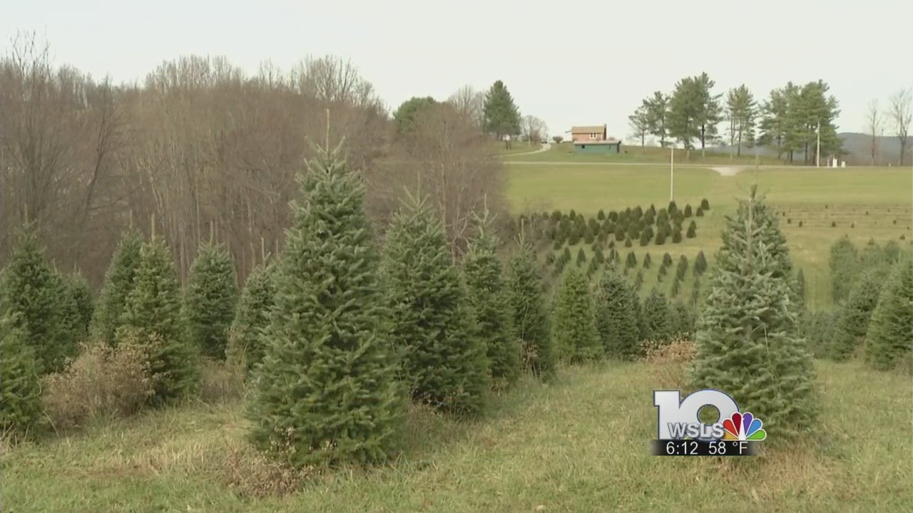 The most popular Christmas tree and how to keep it happy - YouTube