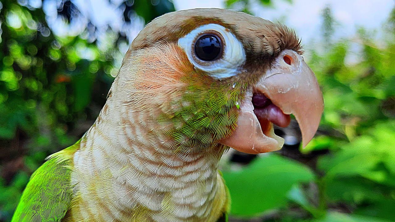 Talking Conure - My green conure talking in the moning it talks every ...
