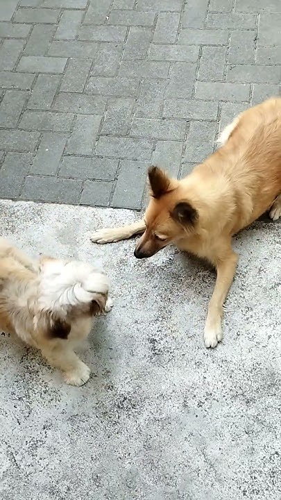 Тотошка и Кудряшка играют и веселятся 🐶😁👍 Shorts собачка собаки