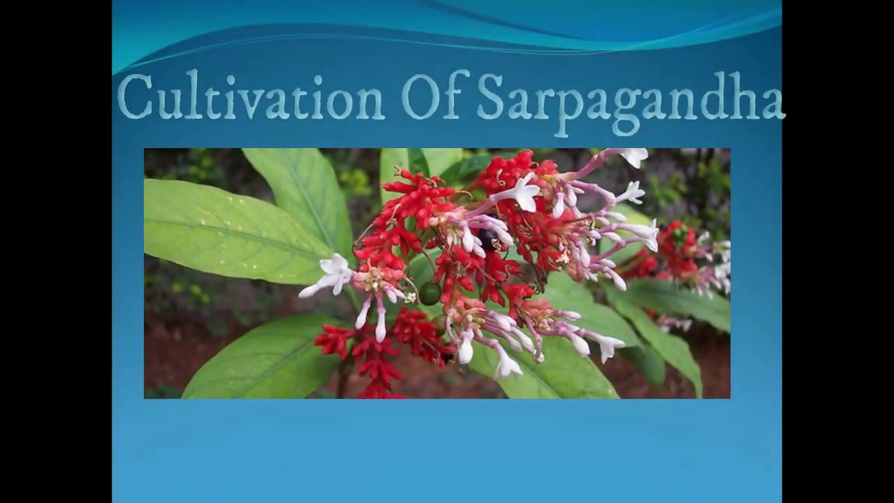 Cultivation Of Sarpagandha - YouTube