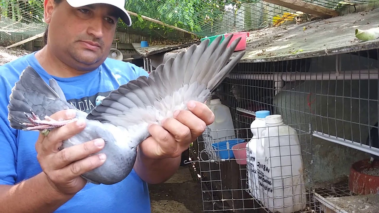 Pichones de paloma 2019 - YouTube