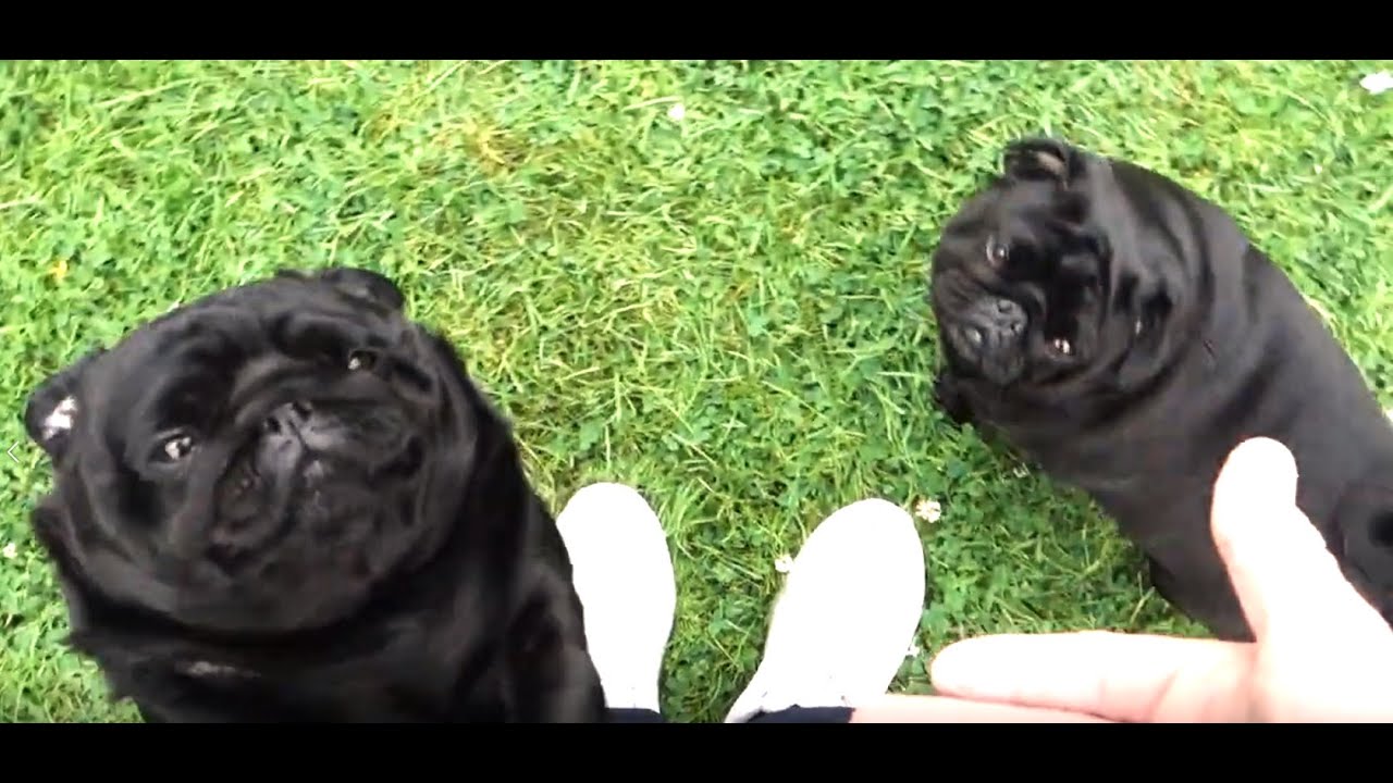 5 Quality Minutes - Meeting Two Beautiful Black Pug Dogs :) - YouTube