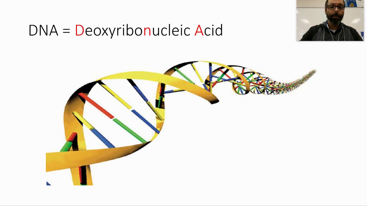 DNA Structure and Traits - YouTube