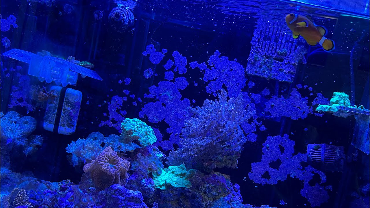 Red Sea max 130d update - YouTube