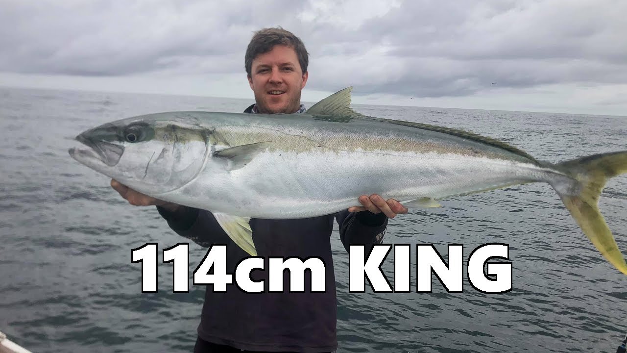 Monster Sydney Kingfish by BestSydneyFishing Charter - YouTube