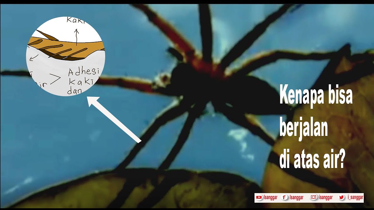 Ini Alasan Mengapa Laba-Laba Air dapat Berjalan Diatas Air Tapi Tidak ...