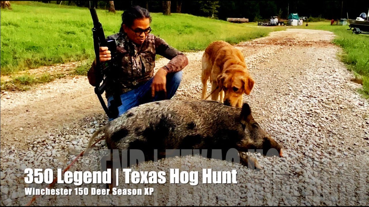 350 Legend | Texas Hog Hunt | Winchester 150 Deer Season XP - YouTube