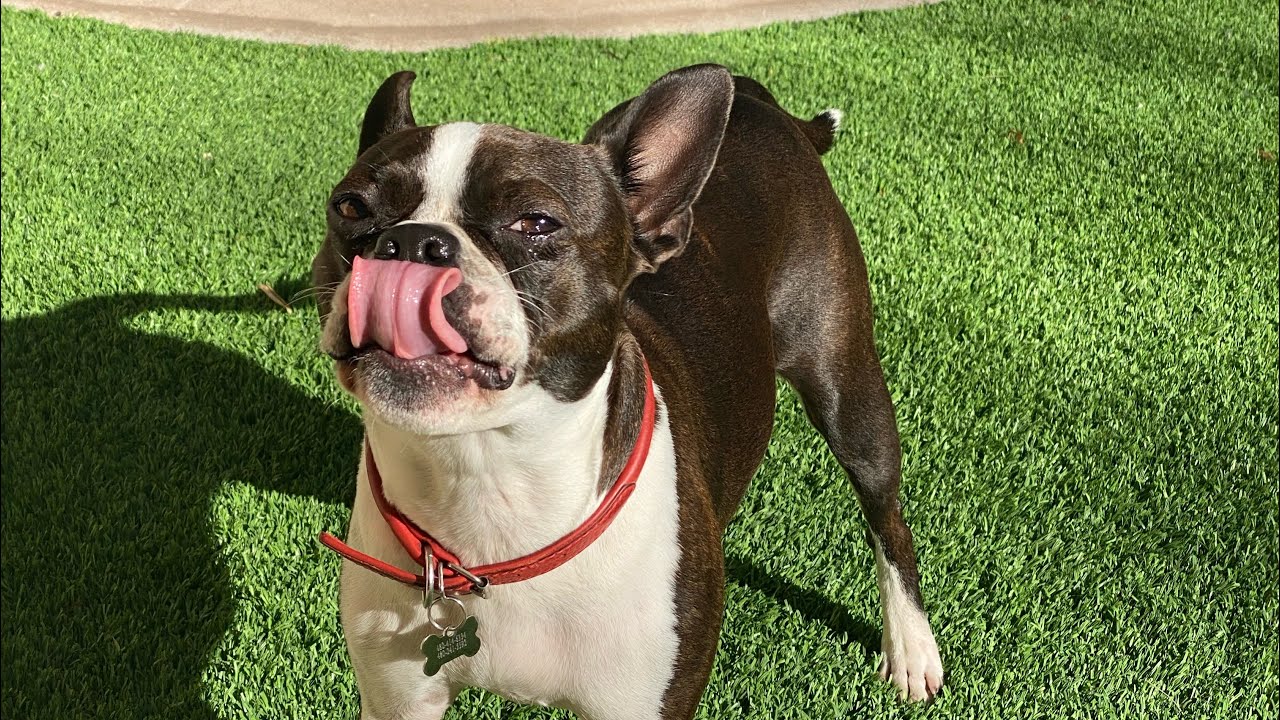Crazy Boston Terrier Trying to Tell us What’s Wrong! - YouTube