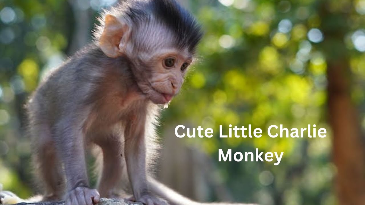 Cute Little Charlie Monkey || - YouTube