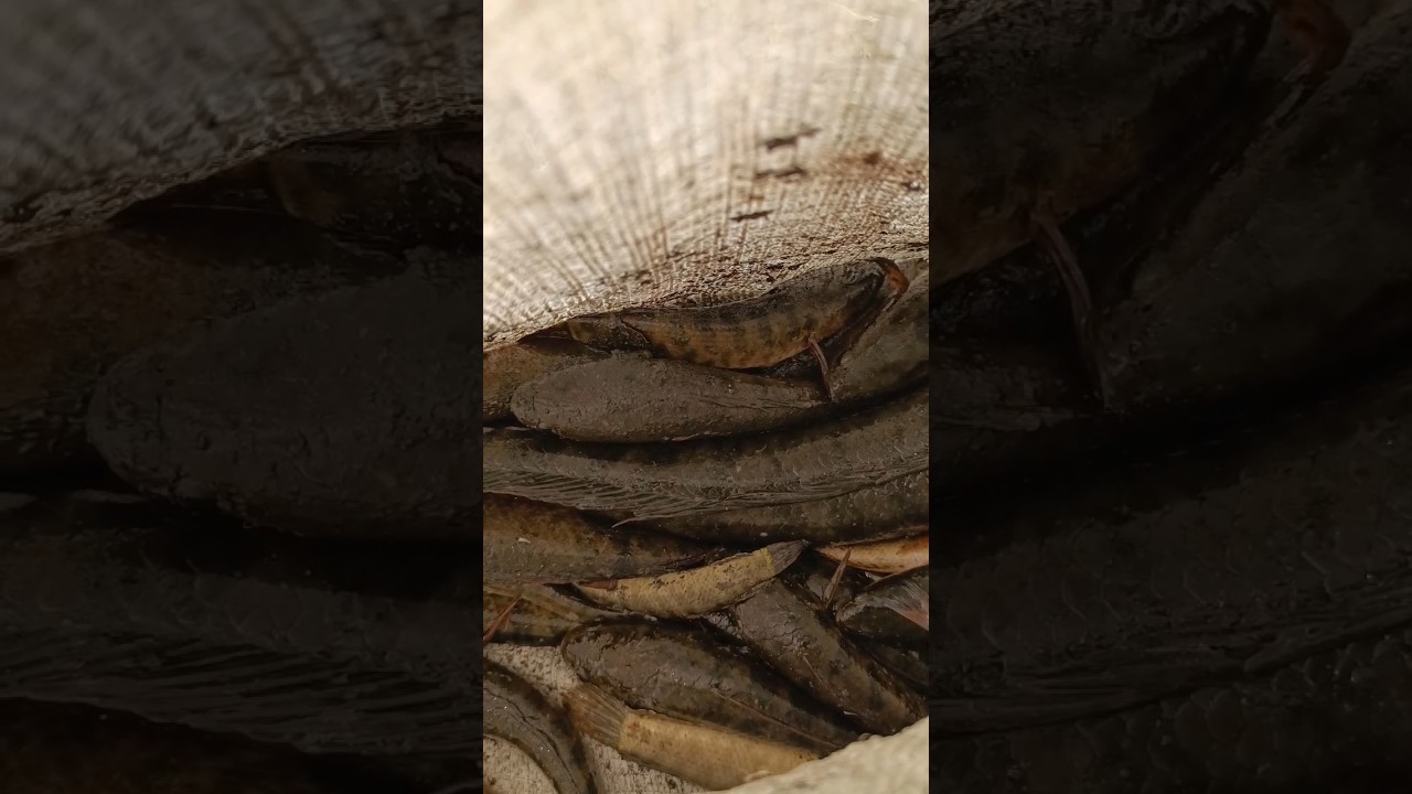 Korra meenu fishing #fishing #villagefishing #fishhunting # ...