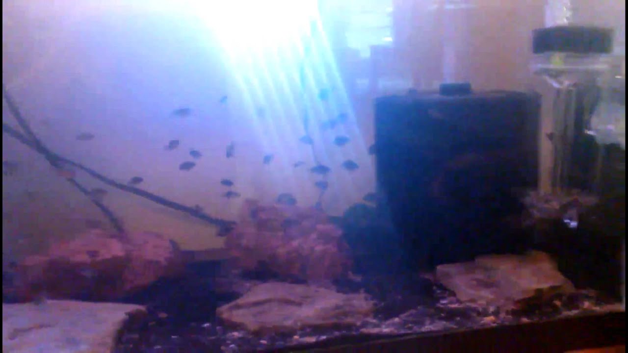 Red Empress Eggs/Fry in Tumbler in Fry Tank - YouTube