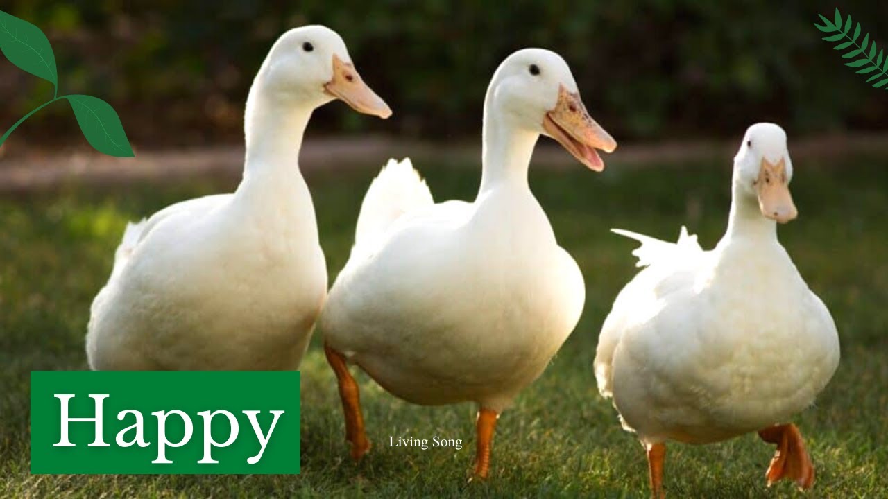 Happy Ducks - Sounds - YouTube