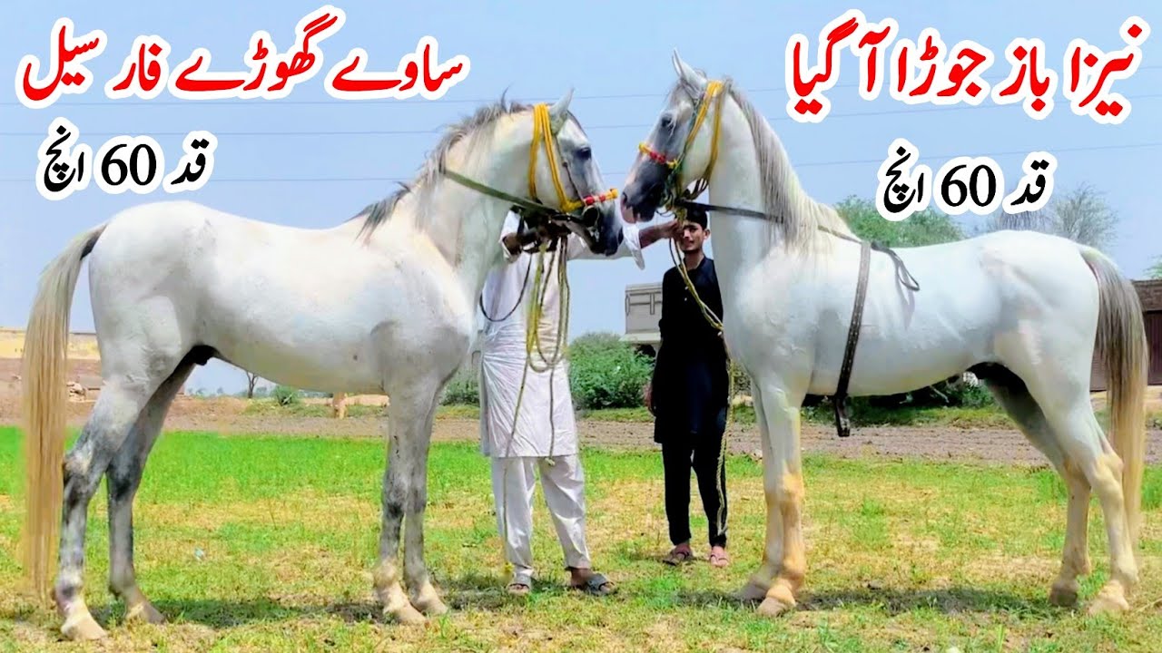 Neza Baz Jora For Sale | Sawa Dodhiya Ghora For Sale - YouTube