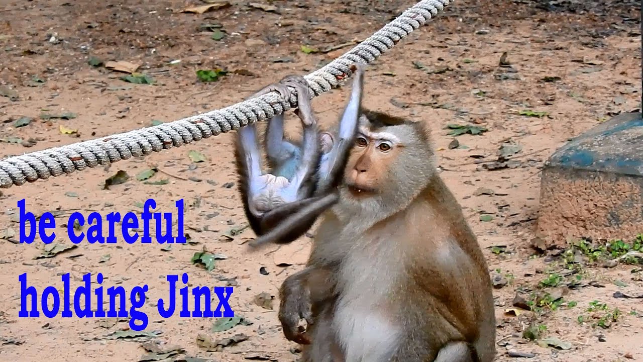 Adorable baby Jinx is super active crawling on cord & falling/ Jinx ...