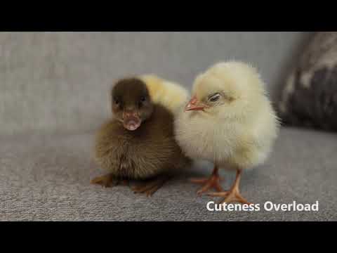 Cute Baby Chicks Meet Duckling Friend - YouTube