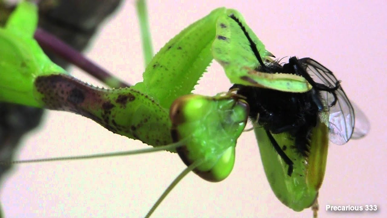 Green & Purple Mantis (Cilnia humeralis L5 male) - YouTube