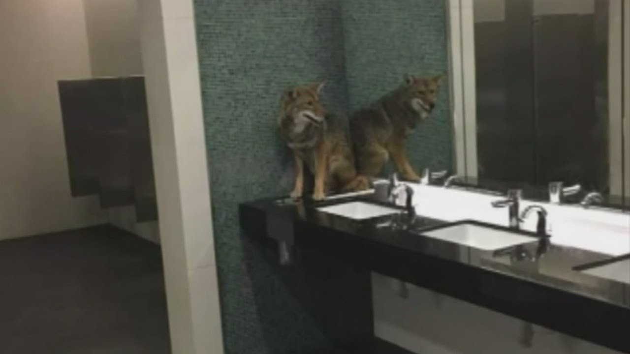 Nashville officer helps wrangle coyote from bathroom at Music City ...