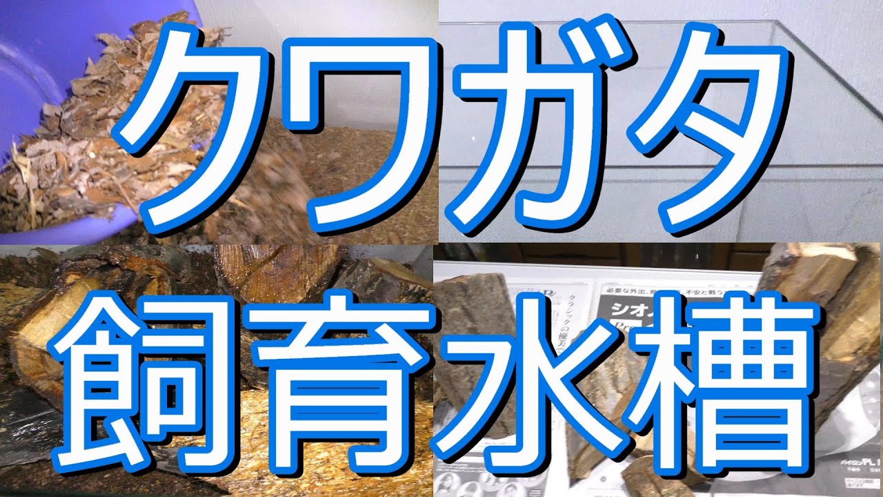 クワガタ採集前にクワガタ専用飼育水槽を立ち上げました apan Insect Breeding Case - YouTube