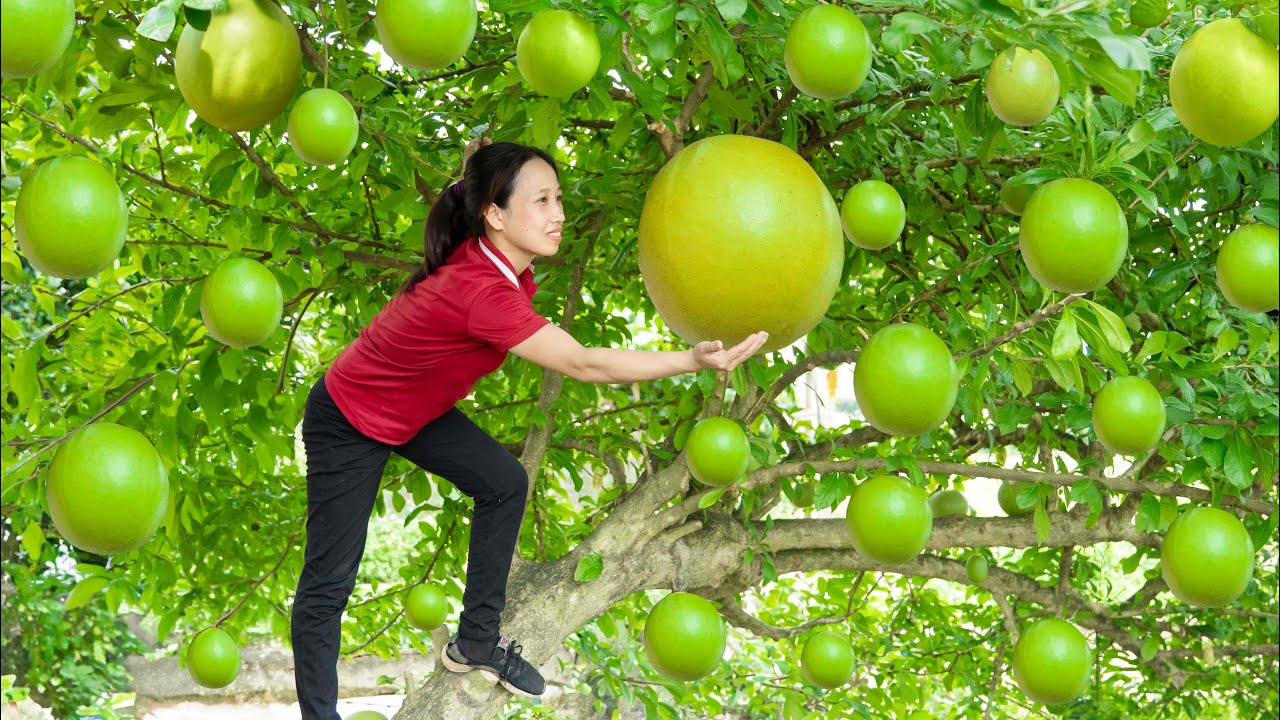 Harvest Dao Tien Go to the market sell - How to make attractive braised ...